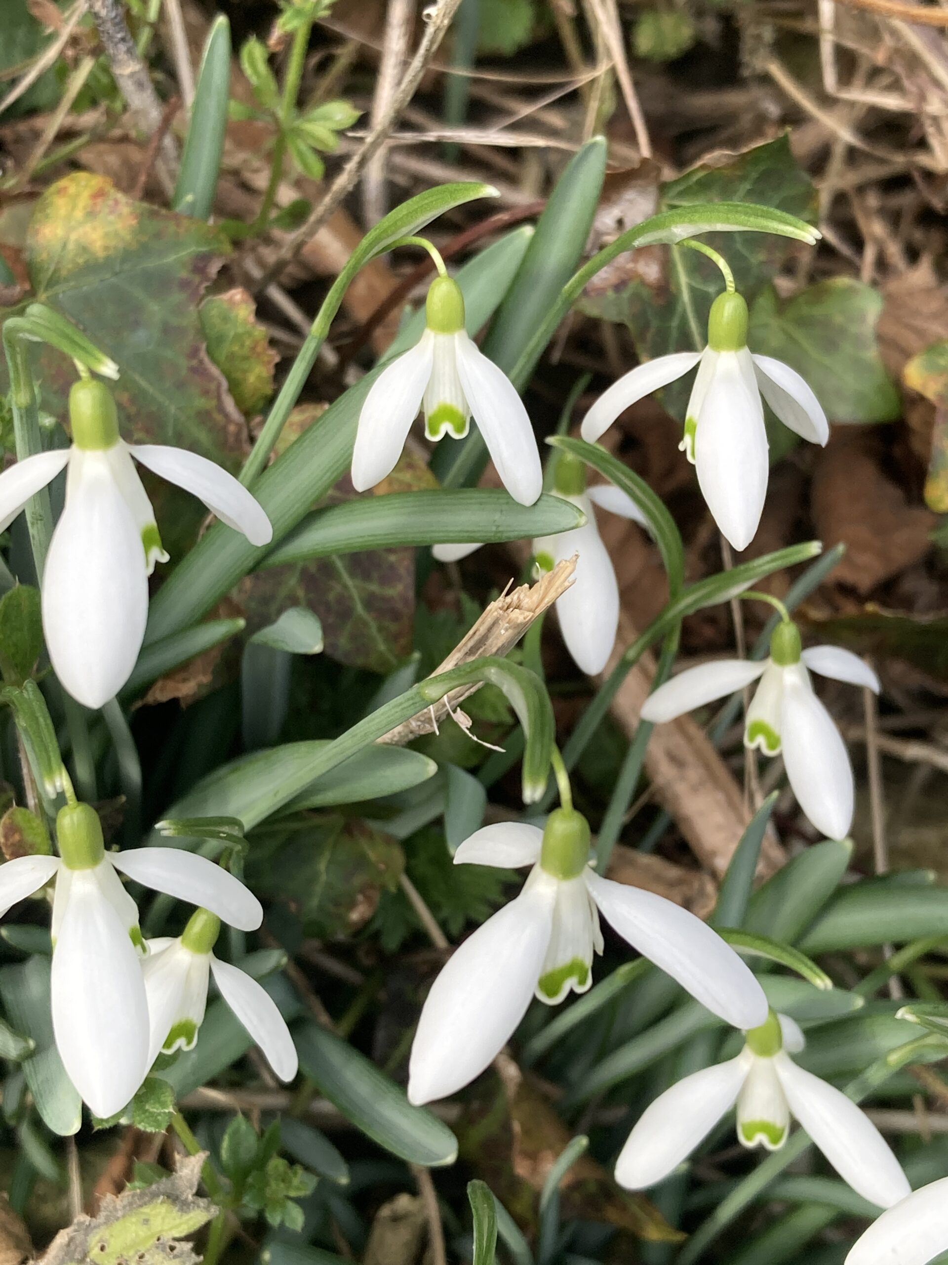 Gallery – Meopham Gardeners